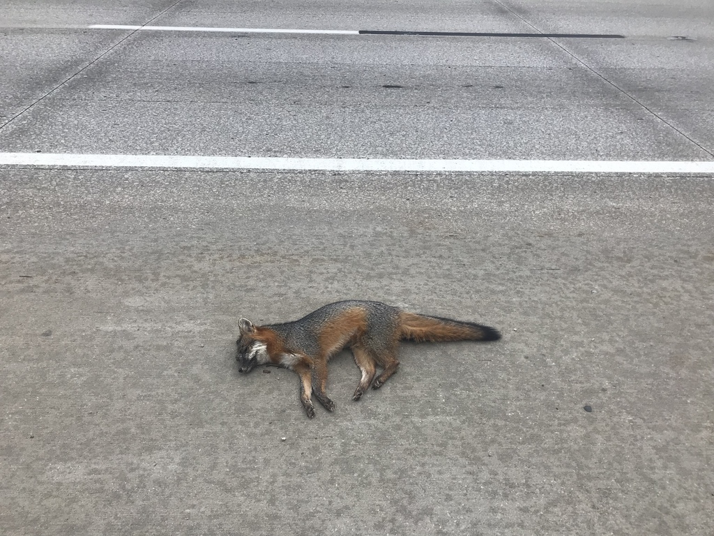 Gray Fox from US-1 S, Cary, NC, US on February 13, 2018 at 09:25 AM by ...