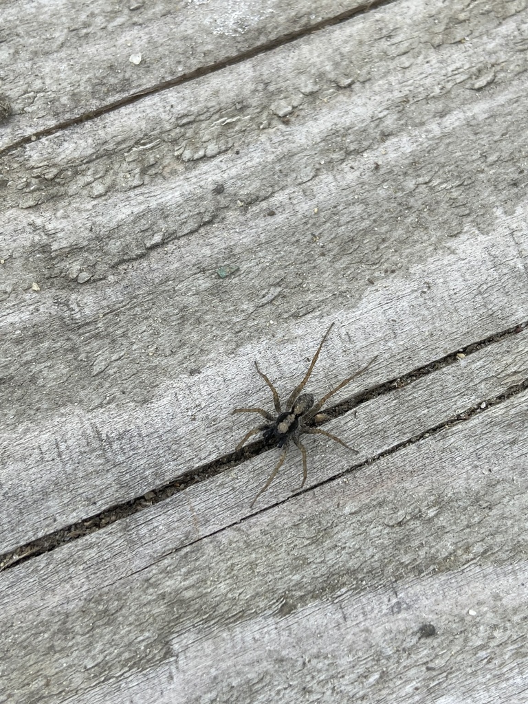 Thin-legged Wolf Spiders from High School Dr, Montpelier, VT, US on ...