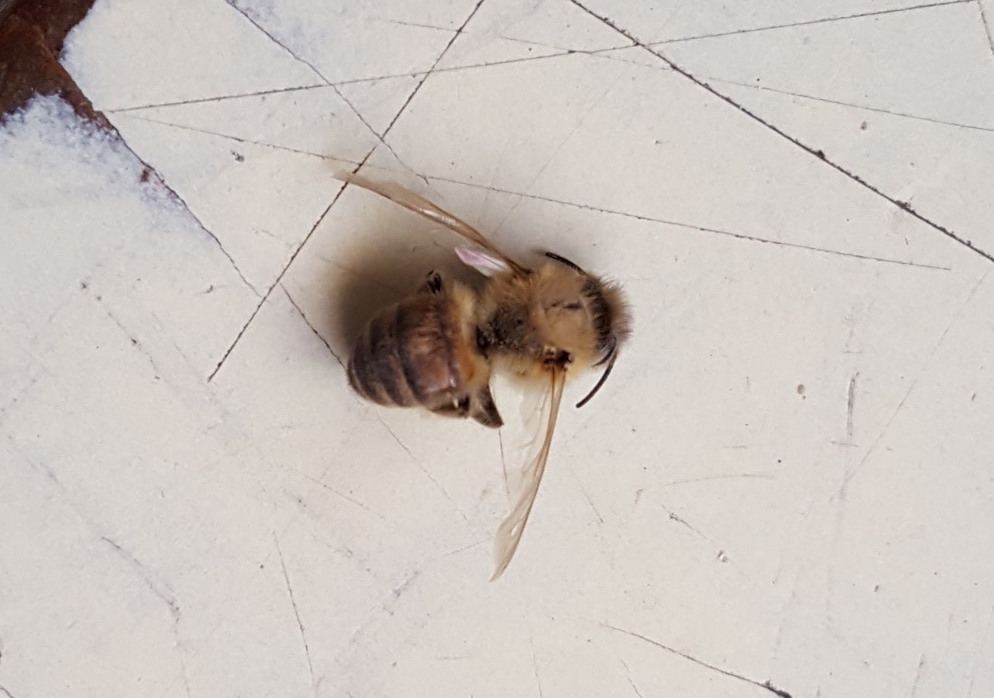 Western Honey Bee from Al Qibla, Basrah, Iraq on March 16, 2016 at 03: ...