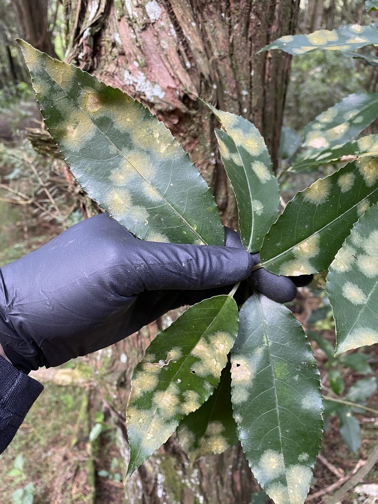 Mahoe Leafspot from Auckland, Hunua, Auckland, NZ on June 8, 2021 at 01 ...