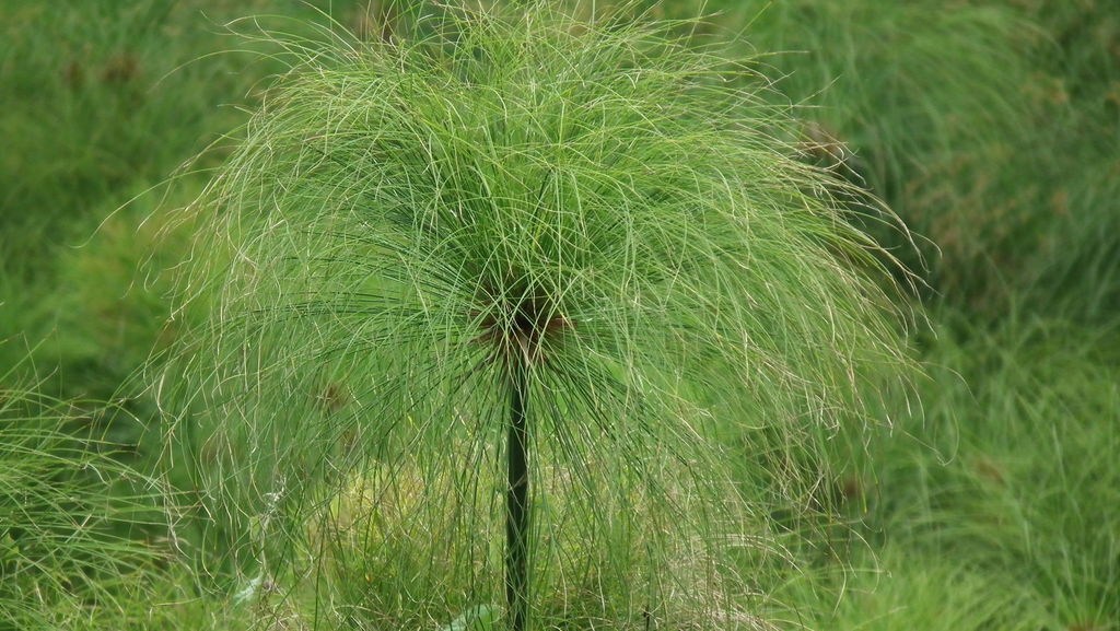 Papyrus sedge (Cyperus papyrus) - Botanical Realm