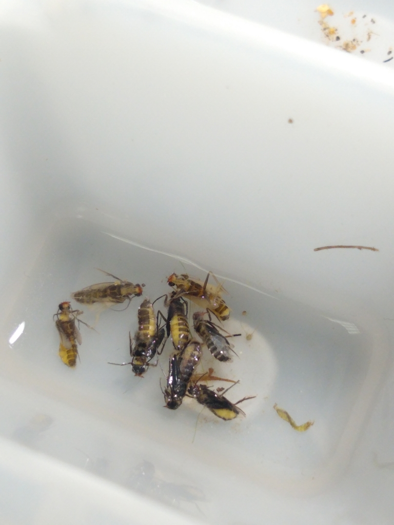 Barklice, Booklice, and Parasitic Lice from Austin, TX 78712, USA on ...