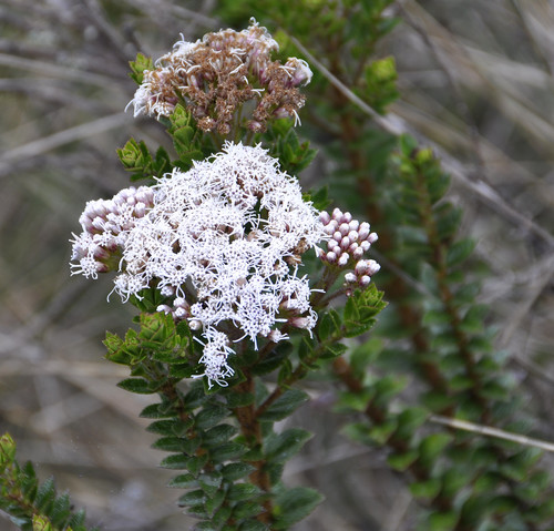 Subgenus Andinia · iNaturalist