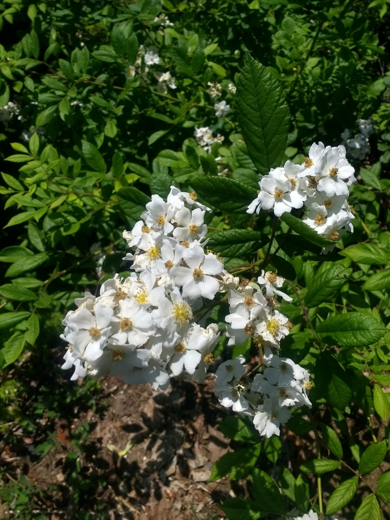 multiflora rose in June 2021 by Pam Phillips · iNaturalist