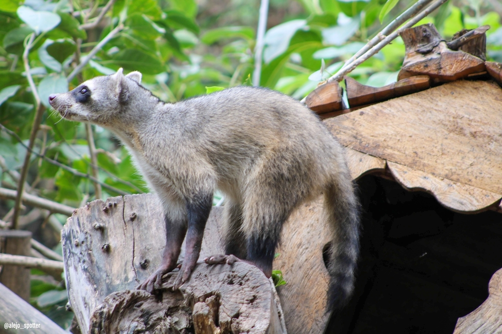 Raccoons, Coatis, and Allies from Ahuano, Ecuador on June 1, 2021 at 12 ...
