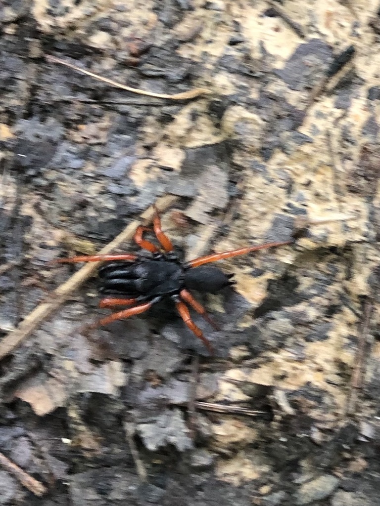 Red-legged Purseweb Spider from East Fork State Park, Batavia, OH, US ...