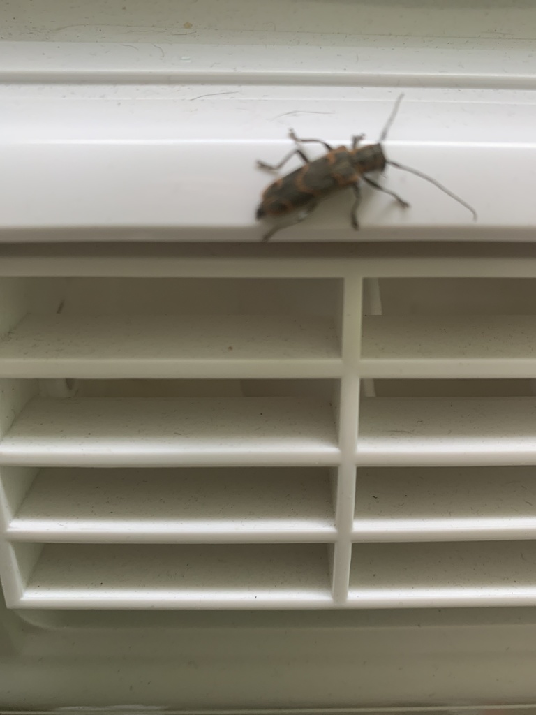 Elm Borer from Seneca St, Ottawa, ON, CA on June 8, 2021 at 03:39 PM by ...