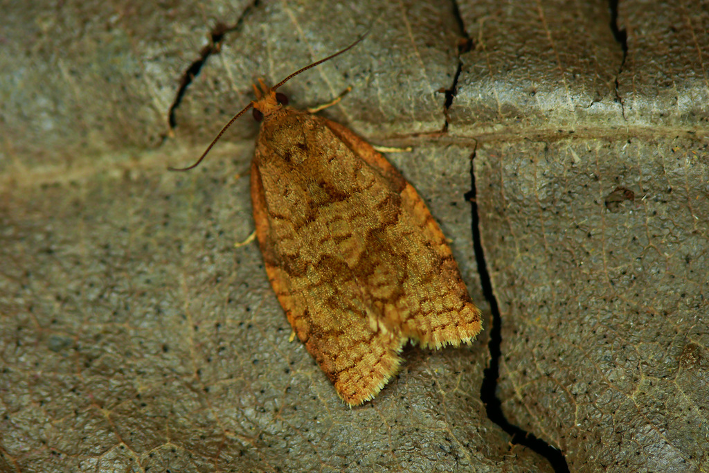 Summer Fruit Tortrix (Insects of Massachusetts) · iNaturalist