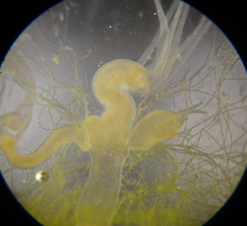 Brown Hydra (Jellyfish, Hydrozoans, and Comb Jellies of the United ...
