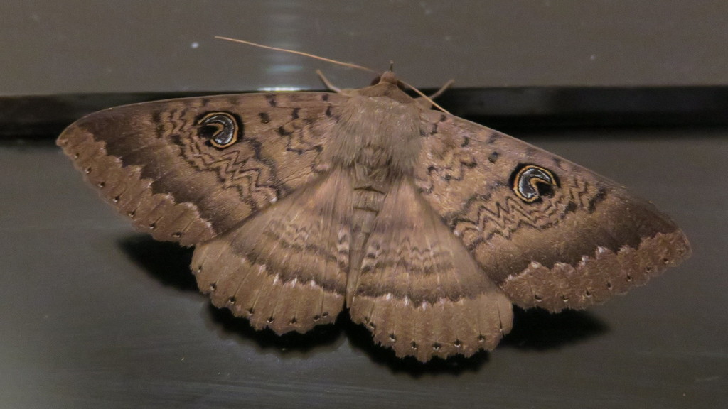 Northern wattle moth from 317 Mangorei Rd, Merrilands, New Plymouth ...