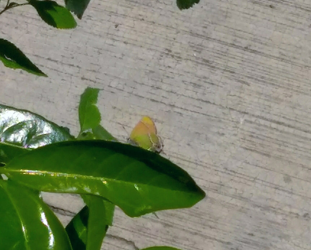 Callophrys xami xami in June 2021 by jessicana · iNaturalist