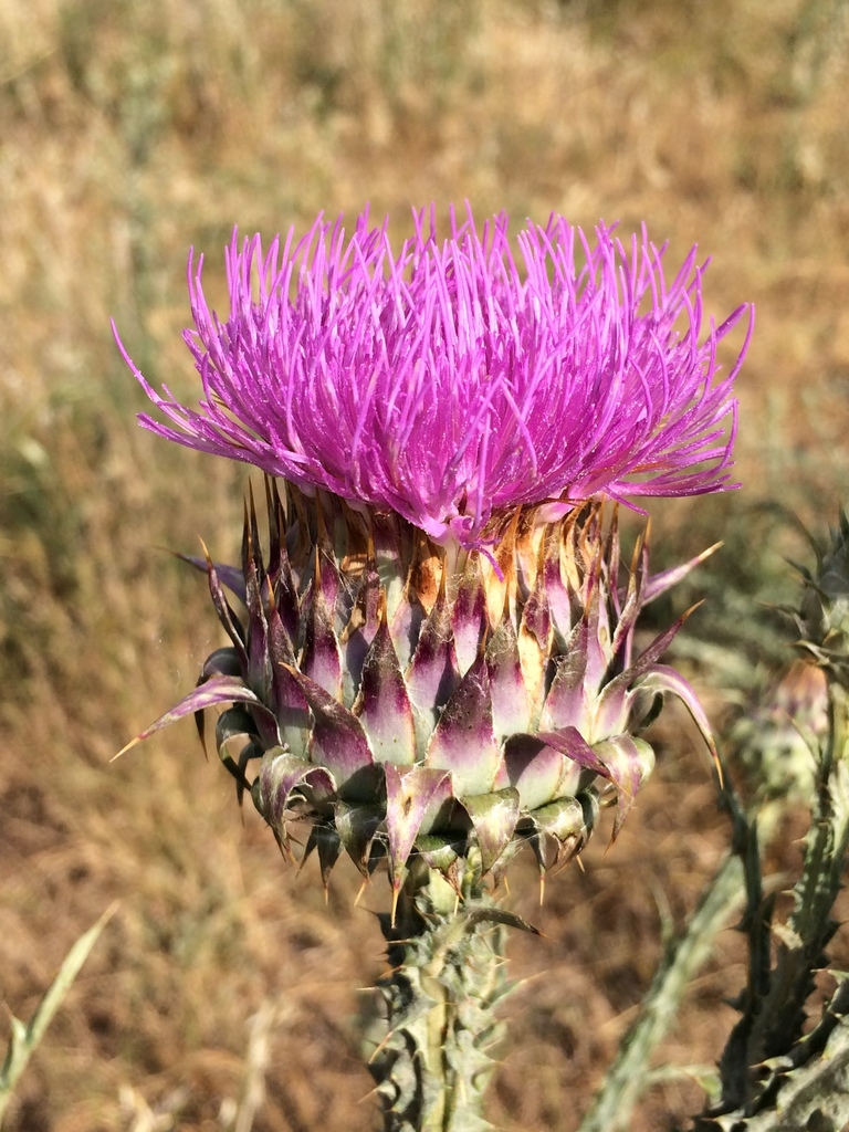Illyrian thistle (Invasive/Noxious Plants) · iNaturalist
