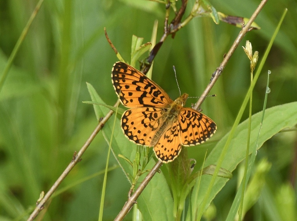 Silver-bordered Fritillary from Tucker County, WV, USA on June 08, 2021 ...