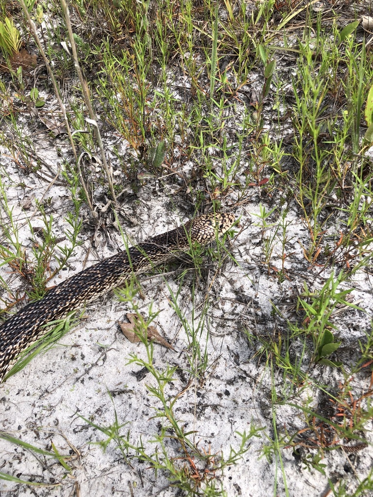 Pine Snake in June 2021 by Josh Billings · iNaturalist