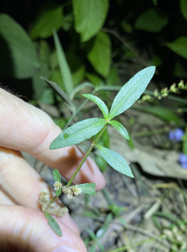 Lesser Joyweed from Quinzeh Creek Park, Logan Village, QLD, AU on June ...