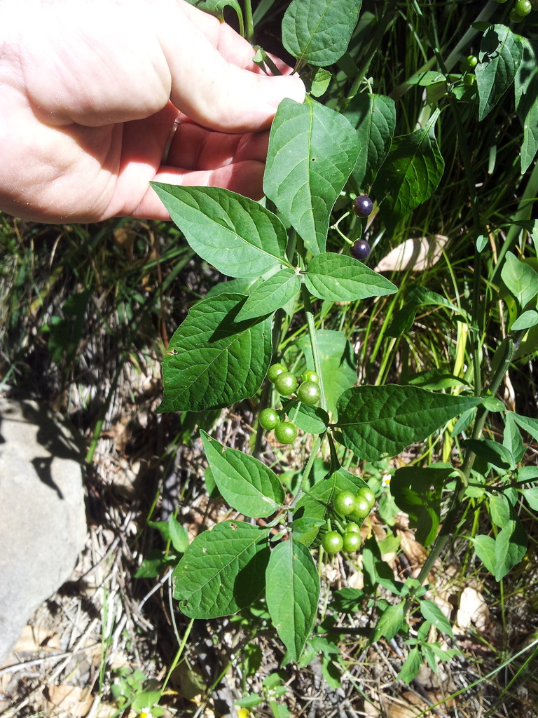 American black nightshade from Auburn, AU-NS, AU on November 16, 2014 ...
