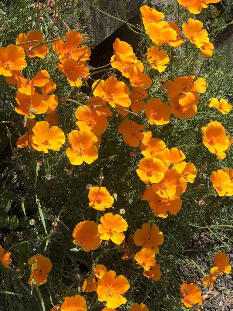 California poppy from Silverdale Rotary Gateway Park, Silverdale, WA ...