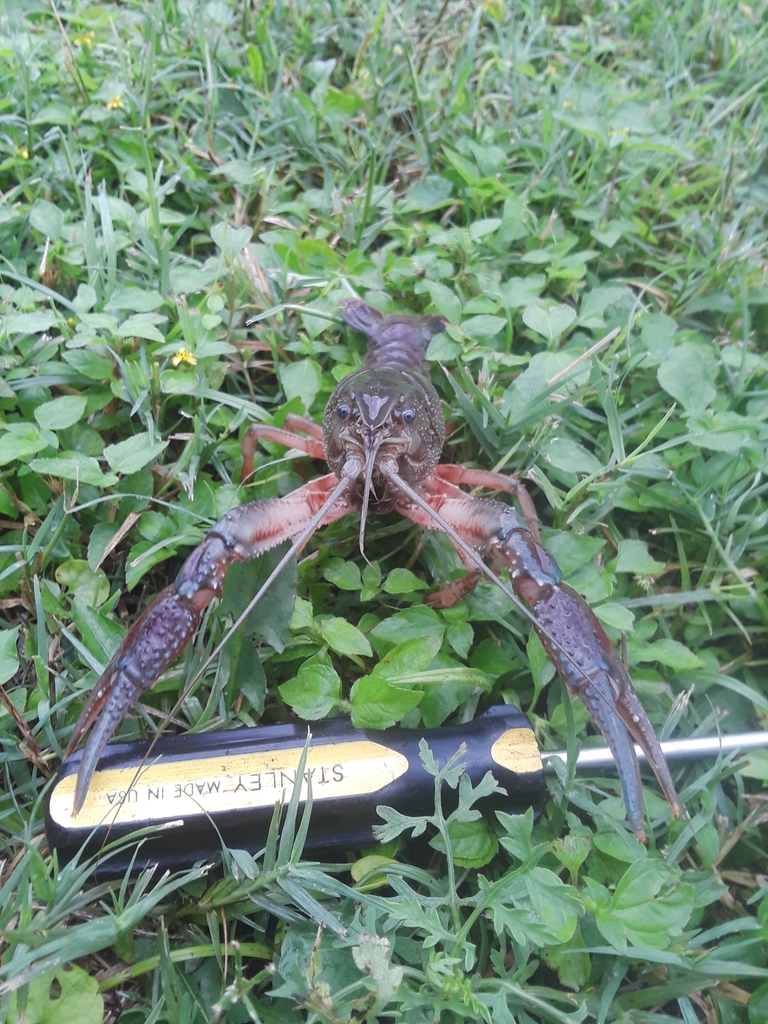 Southern Plains Crayfish from Otto, TX 76682, USA on June 7, 2021 at 03 ...