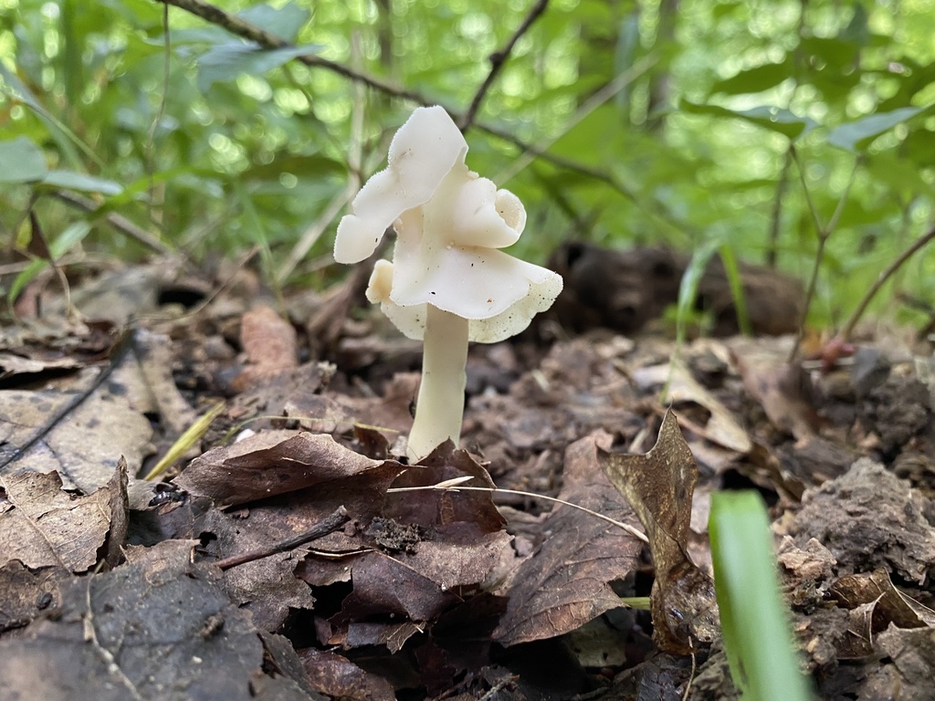 Helvella stevensii from Cedarcreek Ln, Lexington, KY, US on June 08 ...