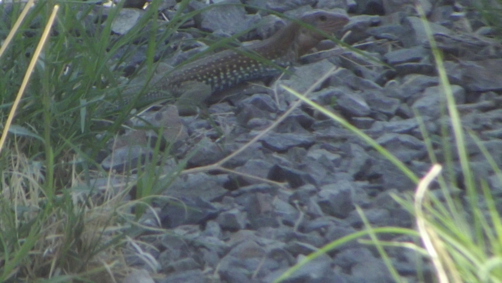 Common Spotted Whiptail from Santiago de Querétaro, Qro., México on ...
