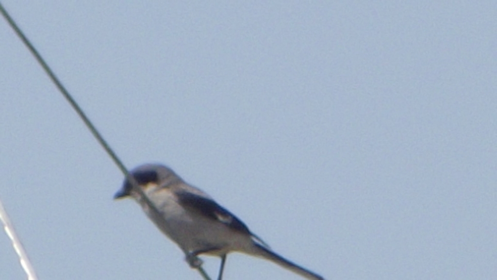 Loggerhead Shrike from Santiago de Querétaro, Qro., México on June 08 ...