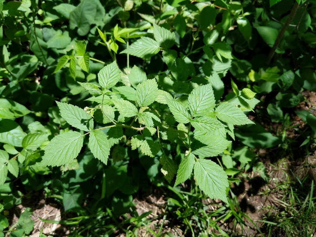 red raspberry from Duluth Heights, Duluth, MN, USA on June 07, 2021 at ...