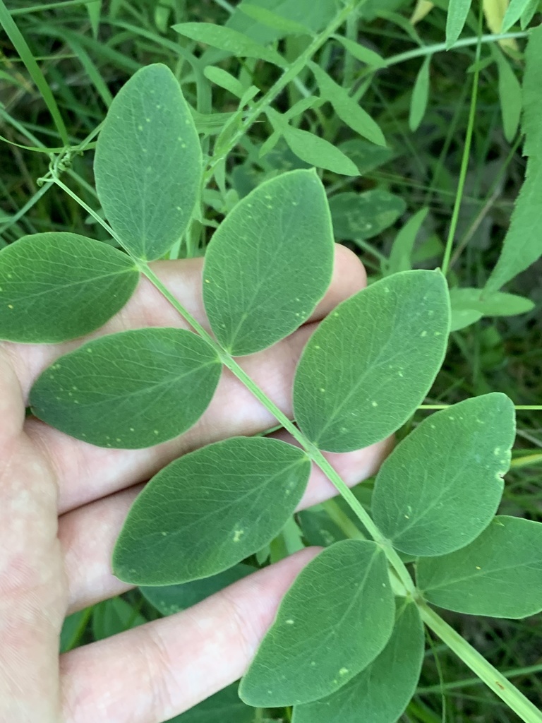 veiny pea (Lathyrus venosus) - Botanical Realm