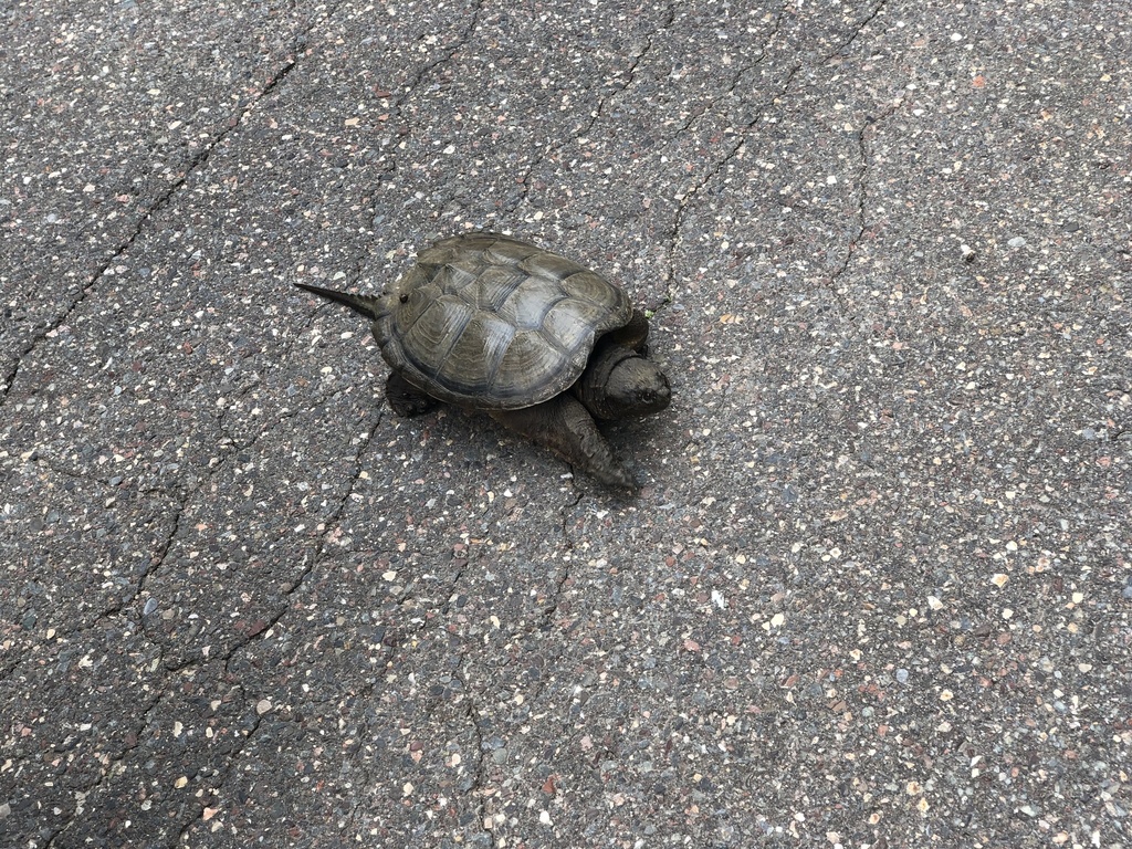 Common Snapping Turtle from Ottawa National Forest, Iron River, MI, US ...