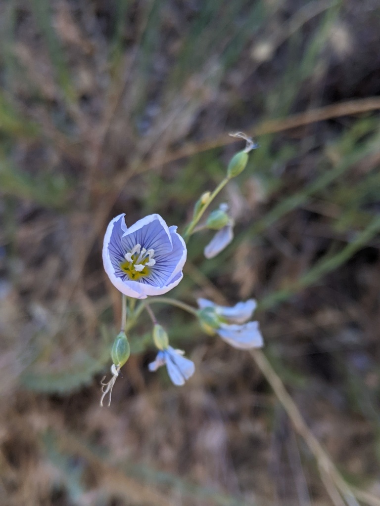 Pale flax from San Bernardino National Forest, Riverside, California ...