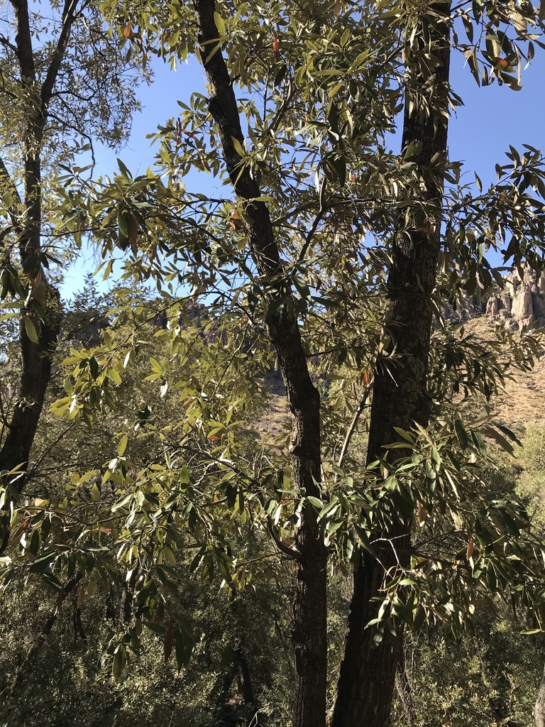 silverleaf oak from Chiricahua National Monument, Cochise County, US-AZ ...