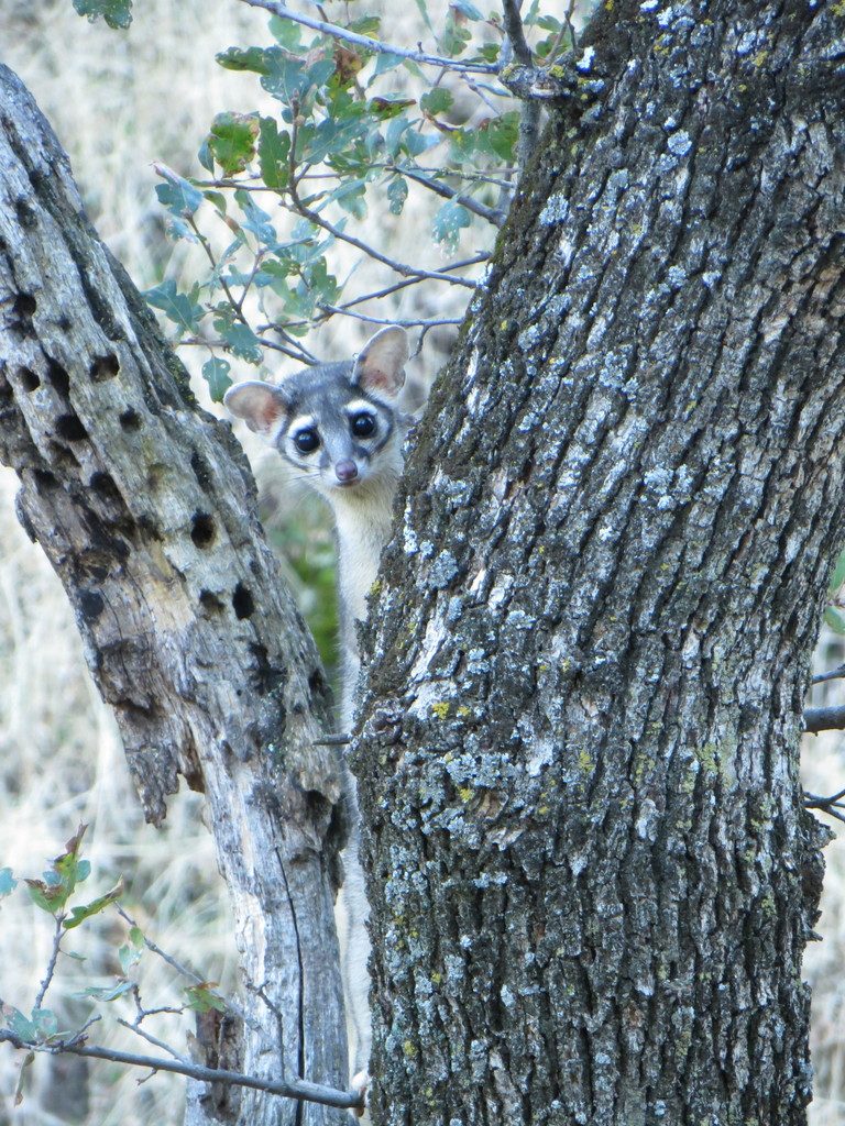 Ringtail from Sutter County, CA, USA on November 11, 2017 at 04:22 PM ...