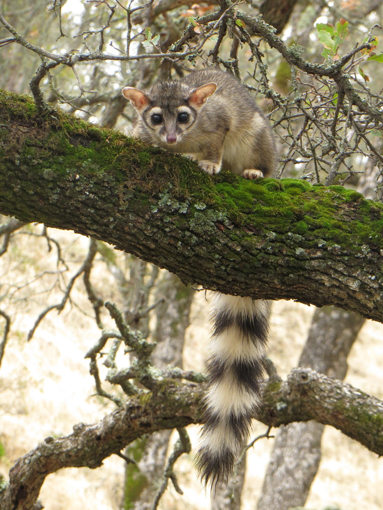 Raccoons, Coatis, and Allies (Procyonidae) - Know Your Mammals