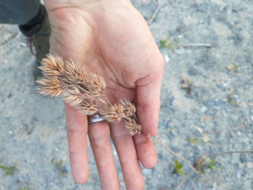 round-headed bush clover from Boylston, MA, USA on June 7, 2021 at 08: ...