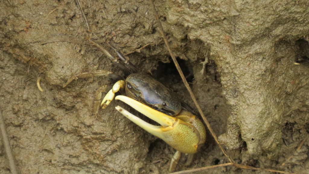 Mud Fiddler Crab from Barnstable, MA, USA on August 18, 2013 at 11:45 ...