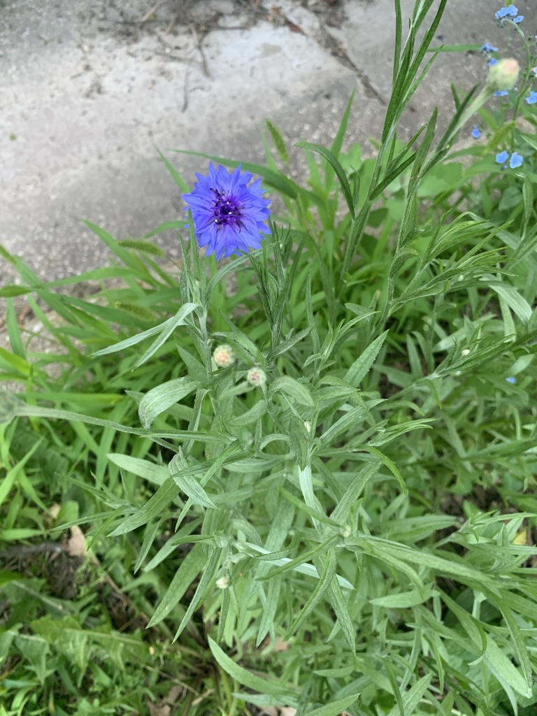 Cornflower from Maple Cir, Overland Park, KS, US on June 8, 2021 at 07: ...