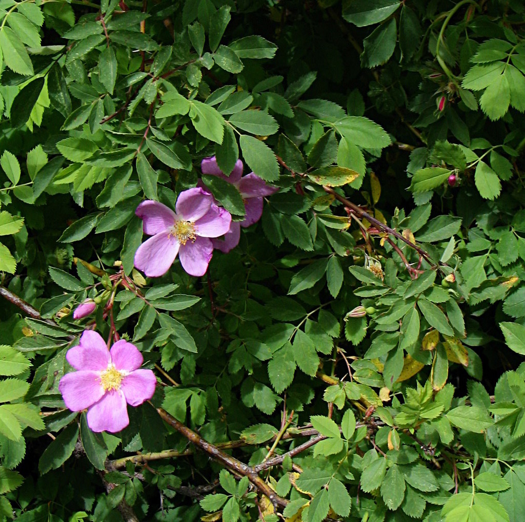 Nootka rose from Benewah County, ID, USA on June 13, 2004 by V. Lohr ...