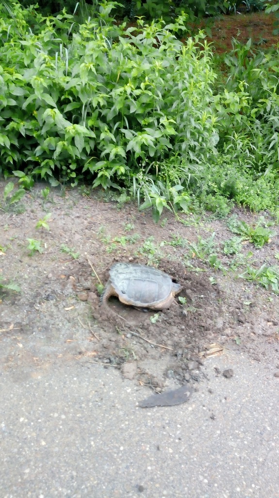 Common Snapping Turtle from brampton ontario on June 8, 2021 at 08:30 ...