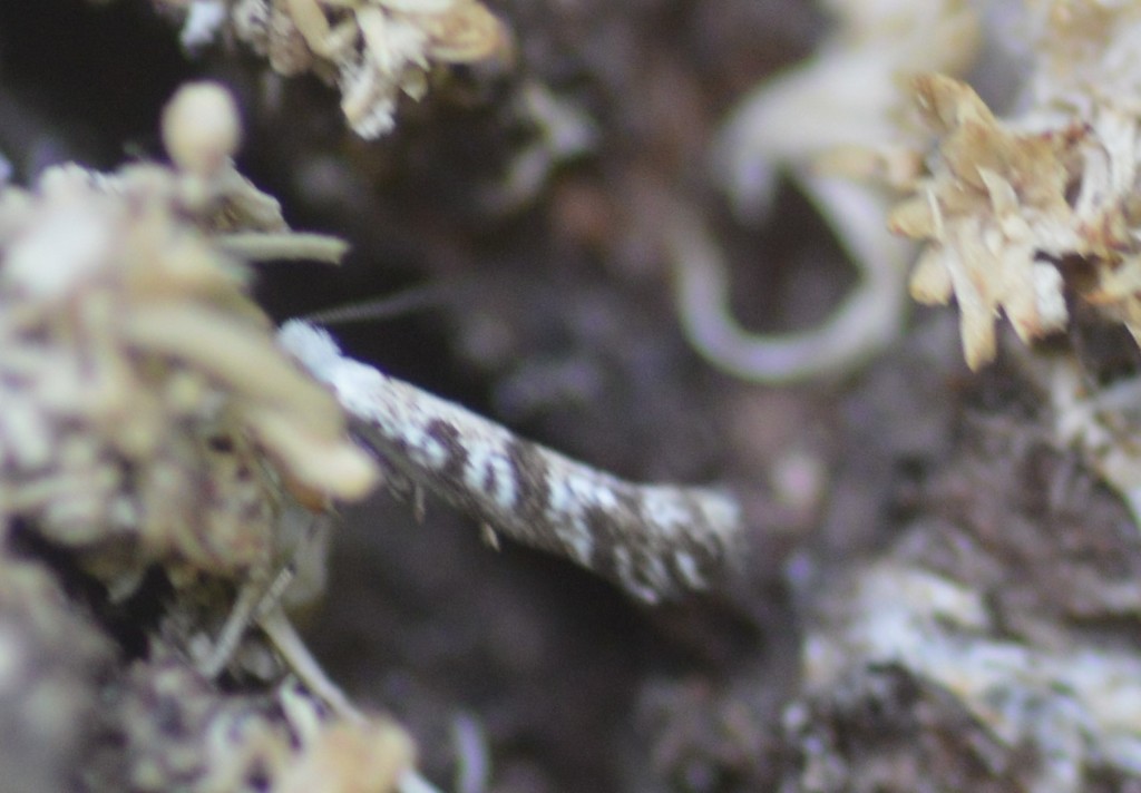 Shiny Headstand Moths from Hilochee WMA Osprey Unit on February 13 ...