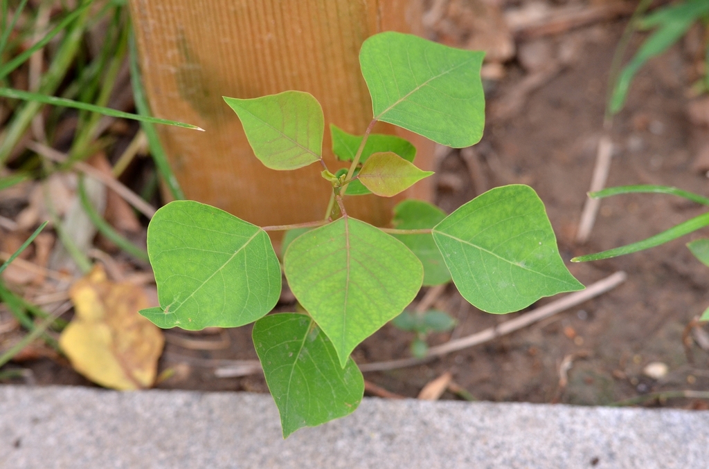 Chinese Tallow from Zhengzhou, Henan, China on June 9, 2021 at 08:06 AM ...