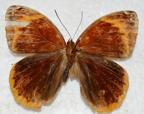 Subspecies Opoptera staudingeri staudingeri · iNaturalist