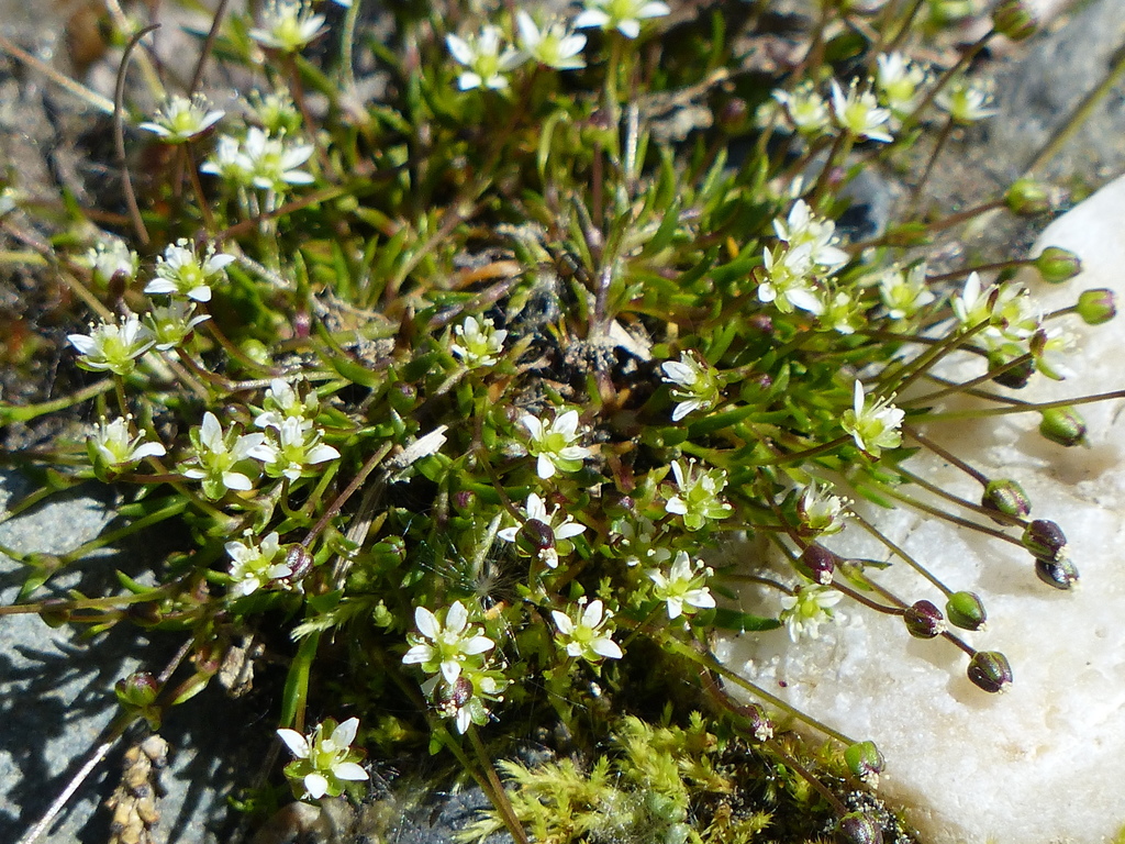 Snow Pearlwort (HX - Vascular Plants of Svalbard) · iNaturalist