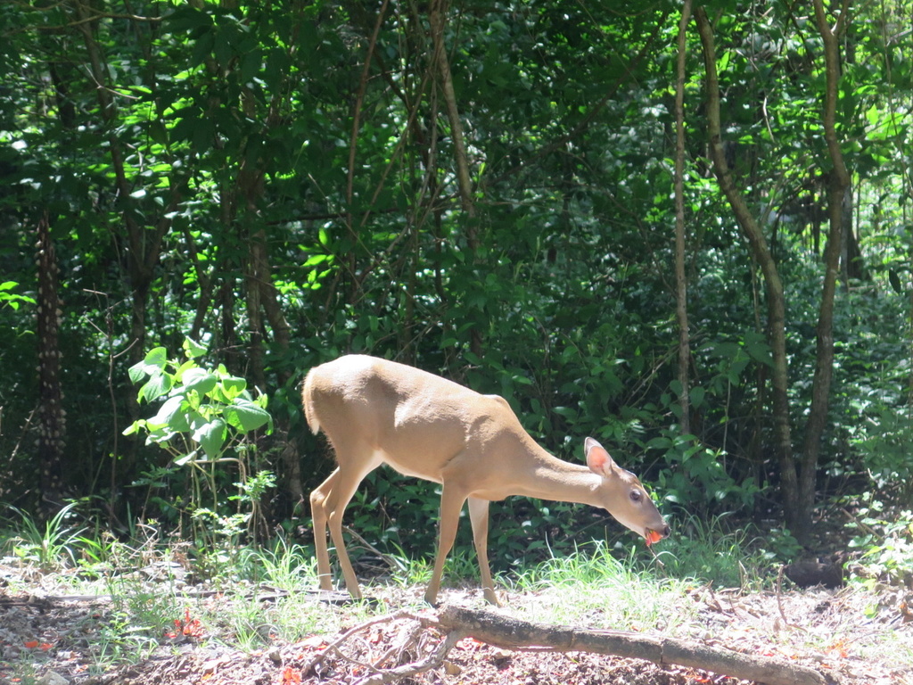 Panama White-tailed Deer (Odocoileus virginianus chiriquensis) - Know ...