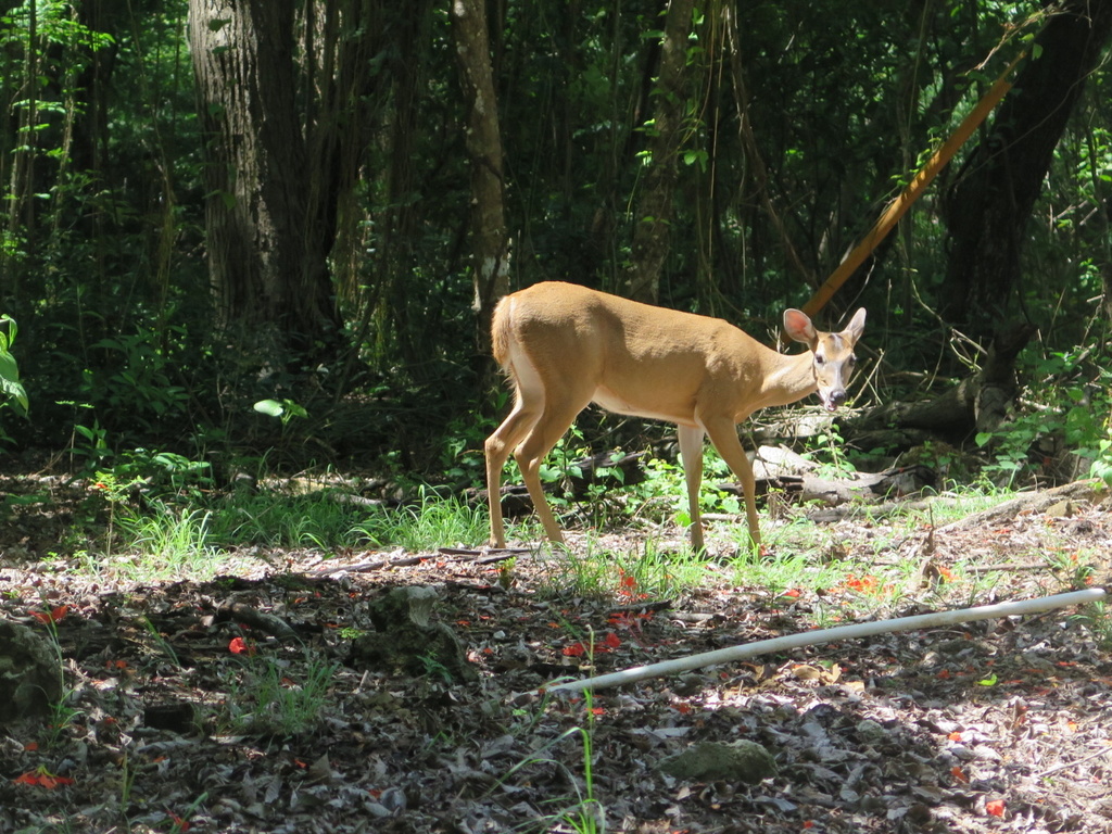 Panama White-tailed Deer (Odocoileus virginianus chiriquensis) - Know ...
