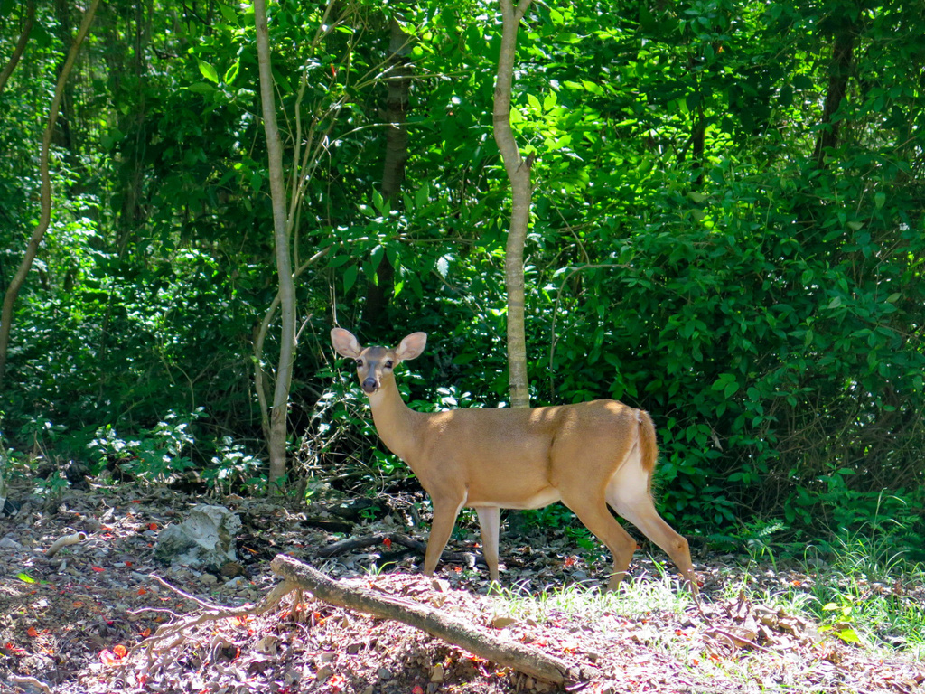 Panama White-tailed Deer (Odocoileus virginianus chiriquensis) - Know ...