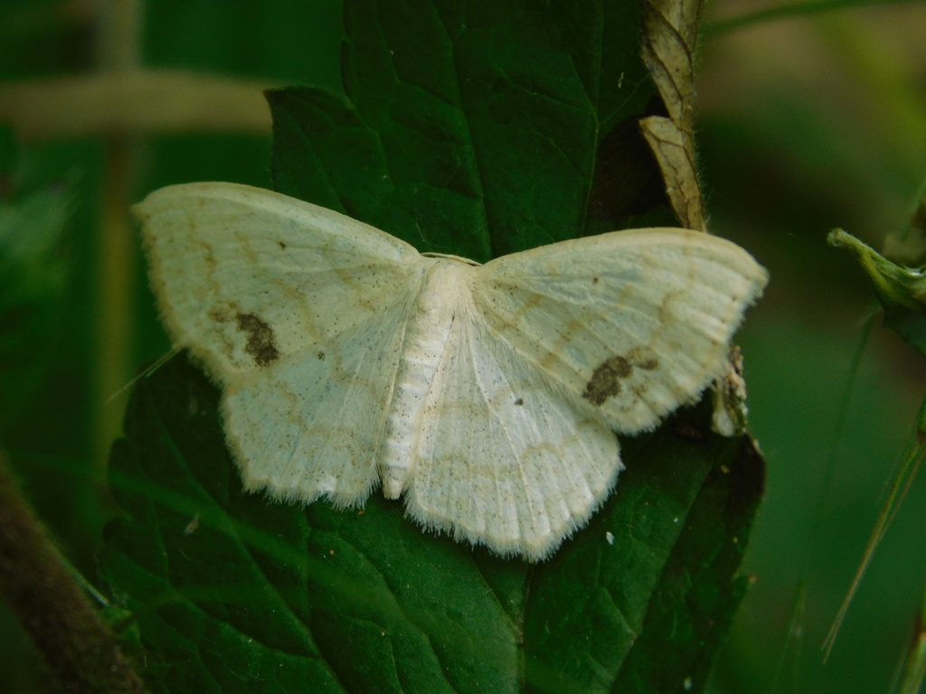 Large Lace-border Moth from Chisolm Creek Park, Wichita, KS, US on June ...