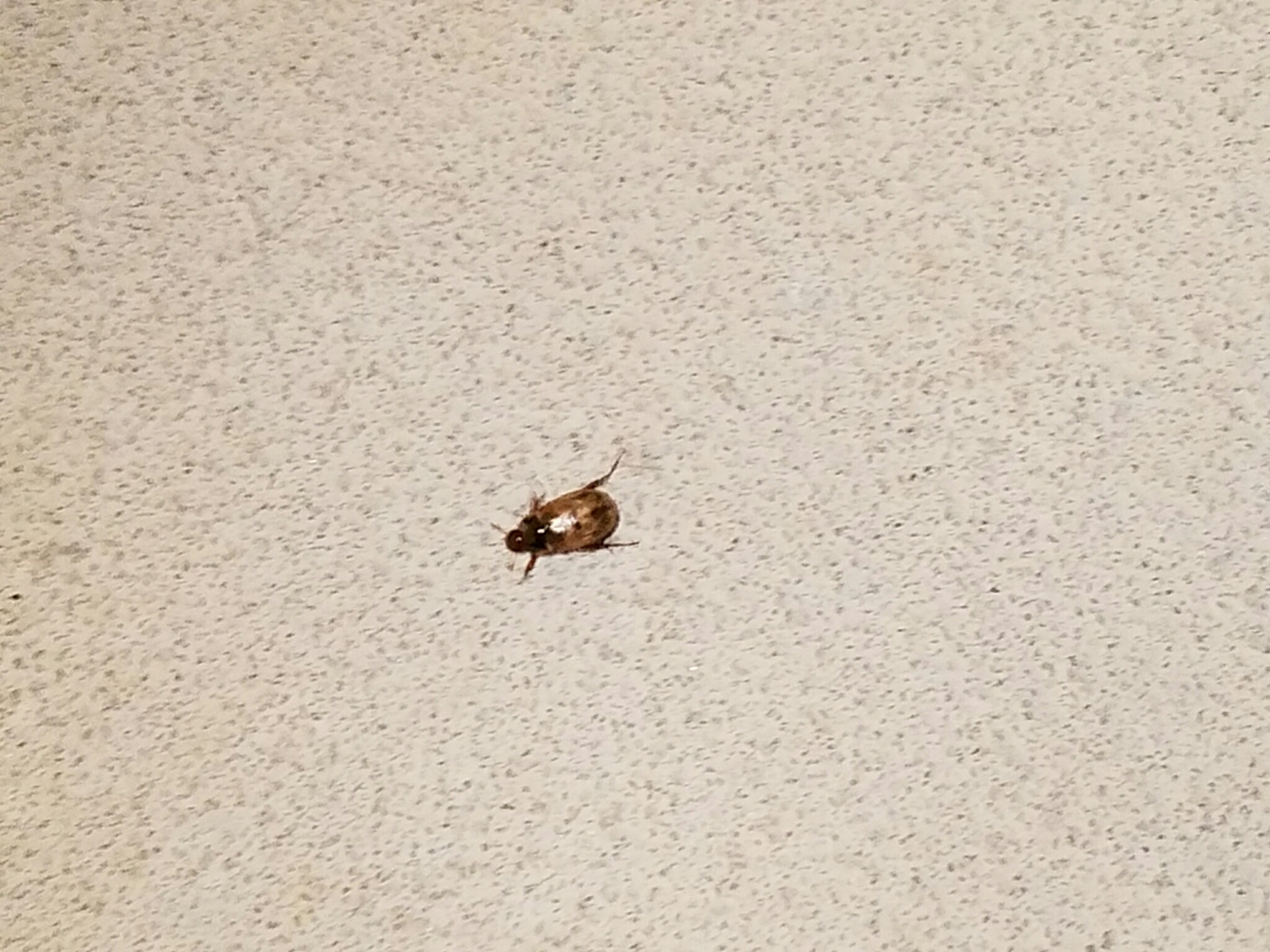 Paranomala undulata (Melsheimer, 1845)