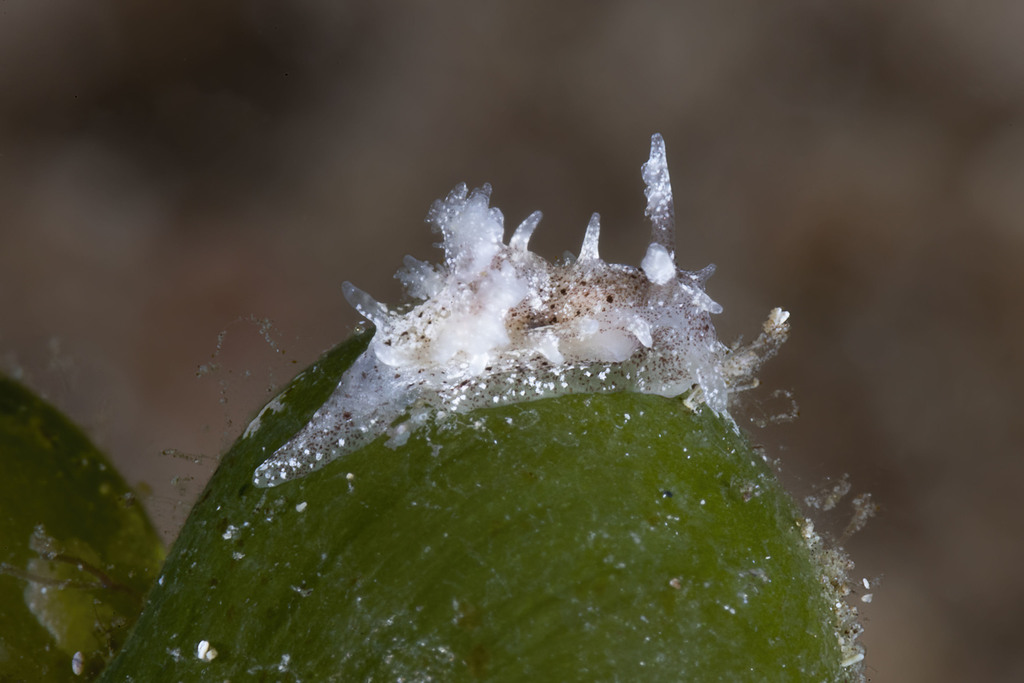Okenia from Yorke Peninsula - South, AU-SA, AU on February 23, 2019 at ...