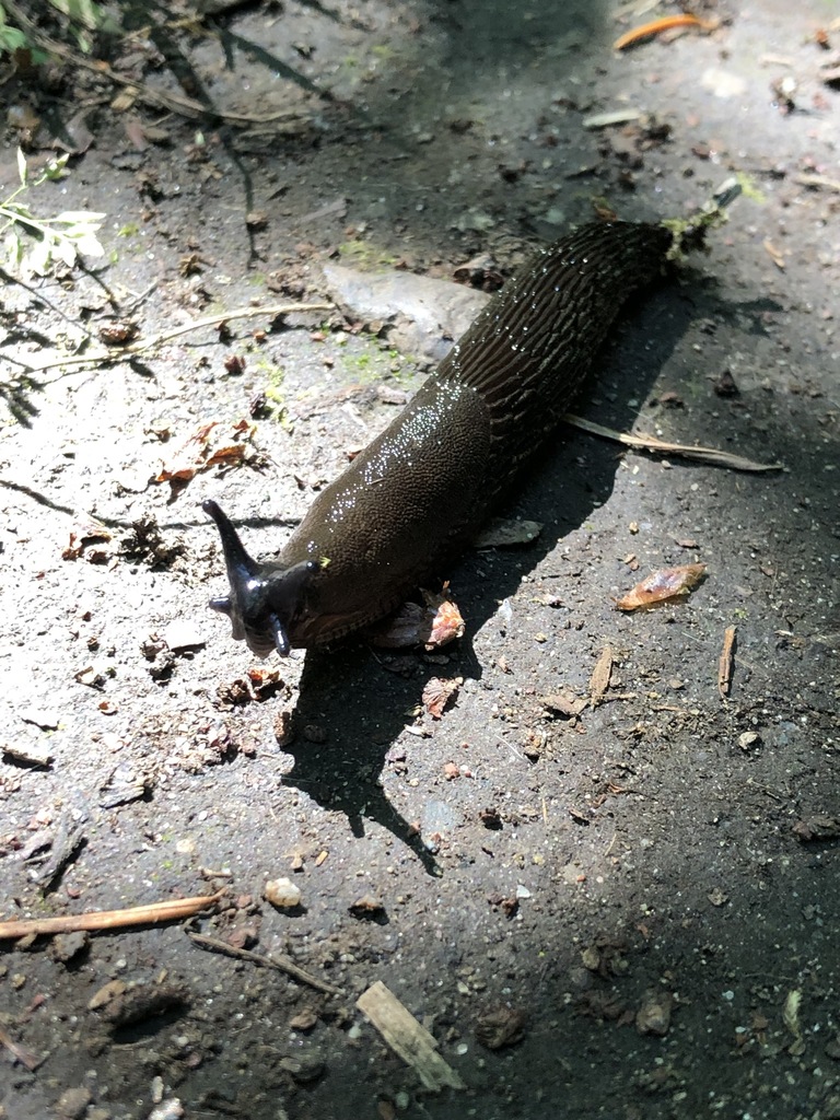 Black Slug from Surrey, BC, Canada on June 8, 2021 at 03:15 PM by ...