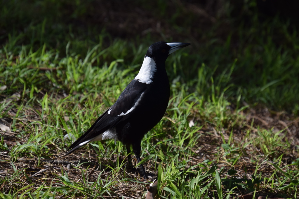 Australian Magpie from Canada Bay - Concord, New South Wales, Australia ...