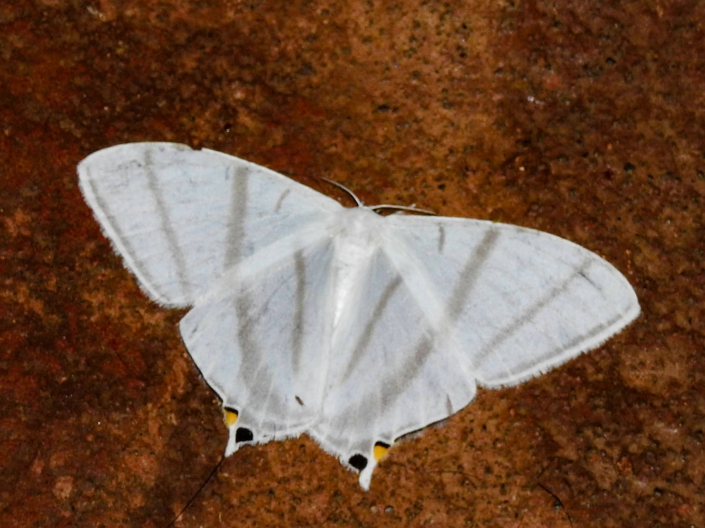 Therinia transversaria (Lepidoptera of Bijagual) · iNaturalist